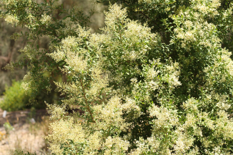 Bursaria spinosa – Sweet Bursaria - Westgate Biodiversity: Bili Nursery ...