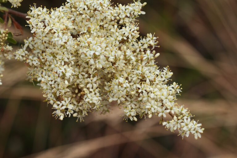 Bursaria spinosa – Sweet Bursaria - Westgate Biodiversity: Bili Nursery ...