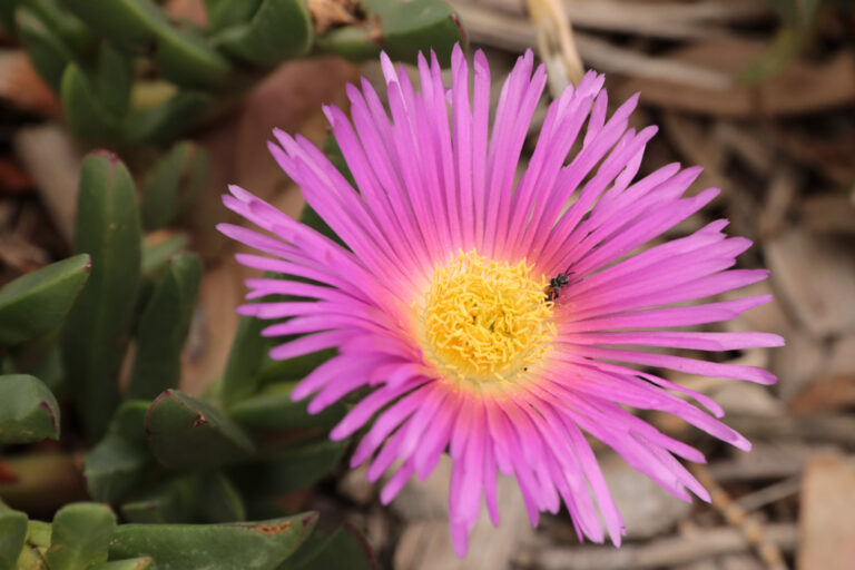 Carpobrotus rossii – Native Pigface - Westgate Biodiversity: Bili ...