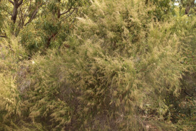 Cassinia arcuata – Drooping Cassinia - Westgate Biodiversity: Bili ...