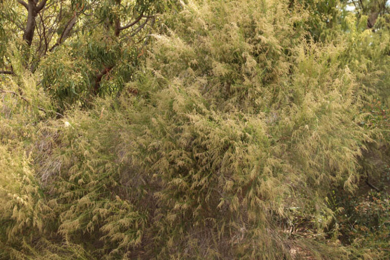 Cassinia arcuata – Drooping Cassinia - Westgate Biodiversity: Bili ...