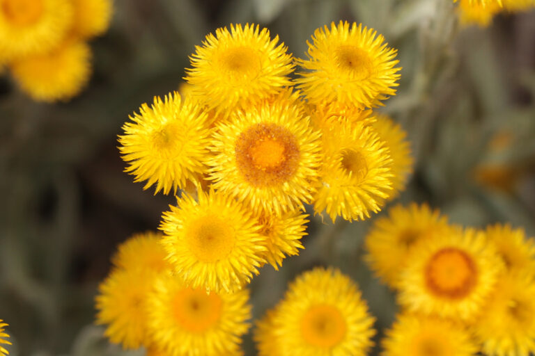 Chrysocephalum apiculatum – Common Everlasting - Westgate Biodiversity ...