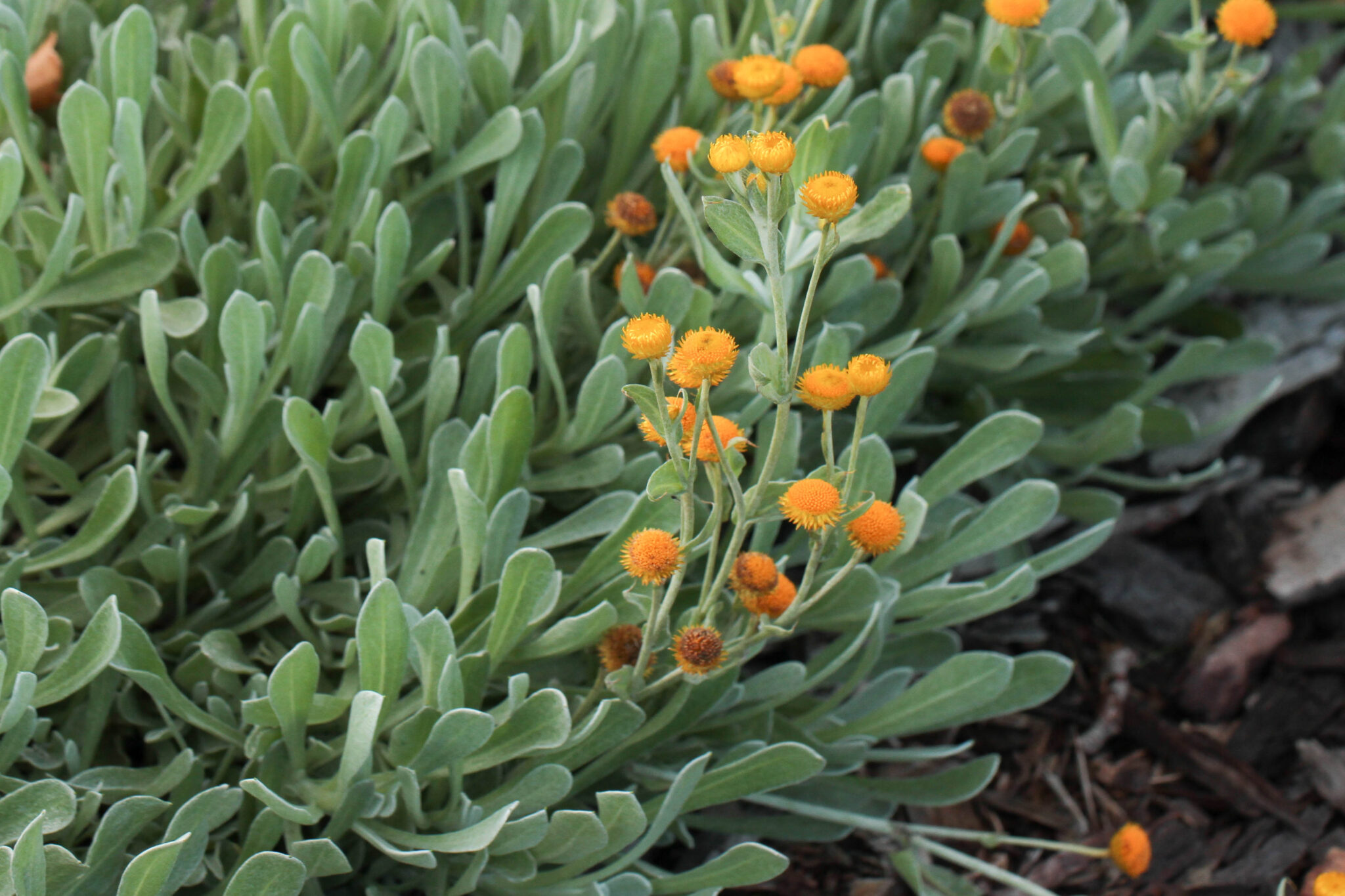 Chrysocephalum apiculatum – Common Everlasting - Westgate Biodiversity ...