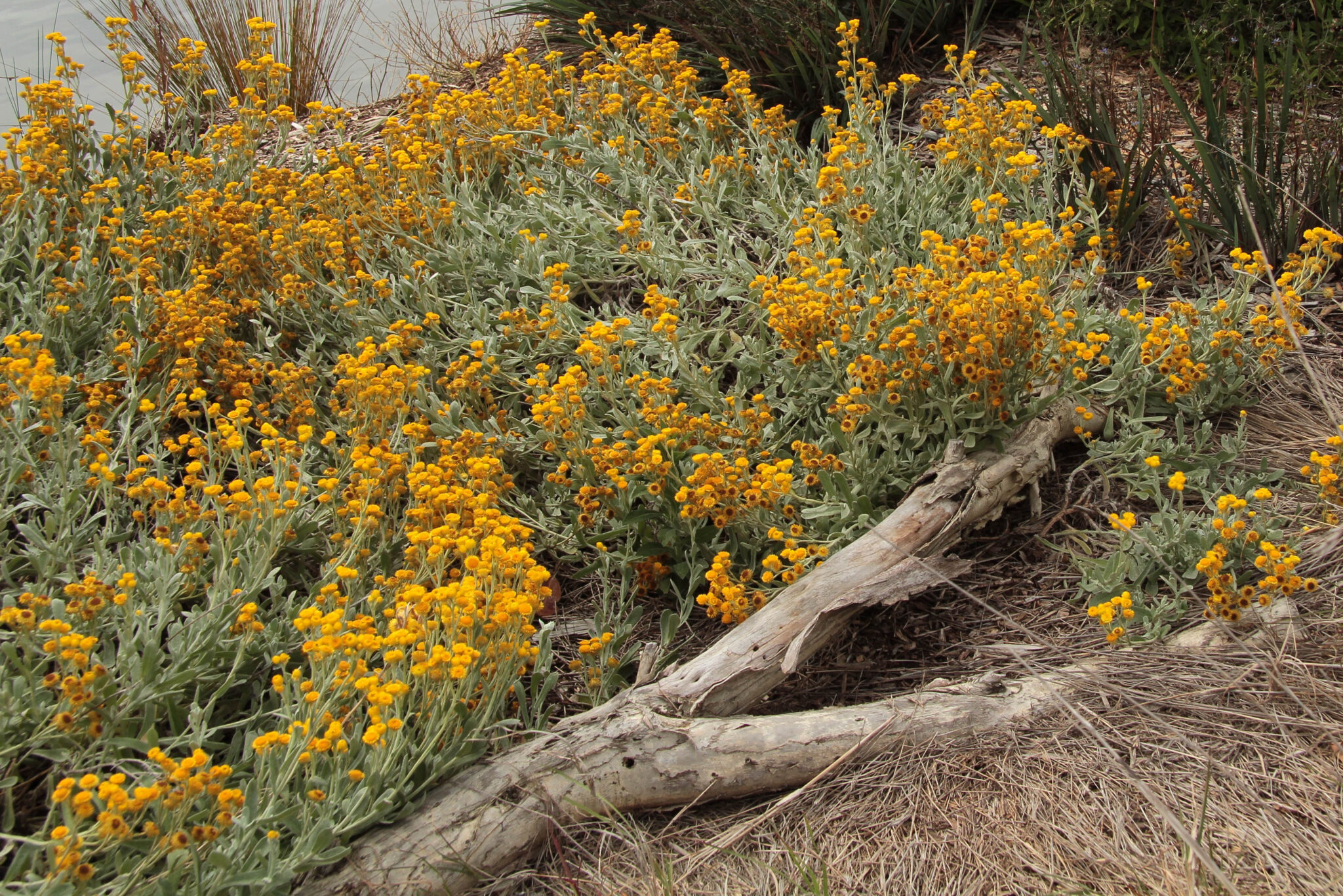 Chrysocephalum apiculatum – Common Everlasting - Westgate Biodiversity ...