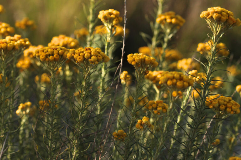 Chrysocephalum semipapossum – Clustered Everlasting - Westgate ...