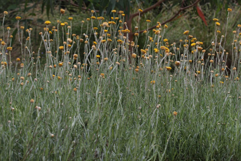 Coronidium scorpiodies – Button Everlasting - Westgate Biodiversity ...