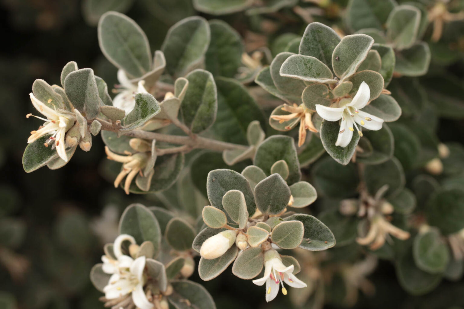 Correa alba – White Correa - Westgate Biodiversity: Bili Nursery & Landcare
