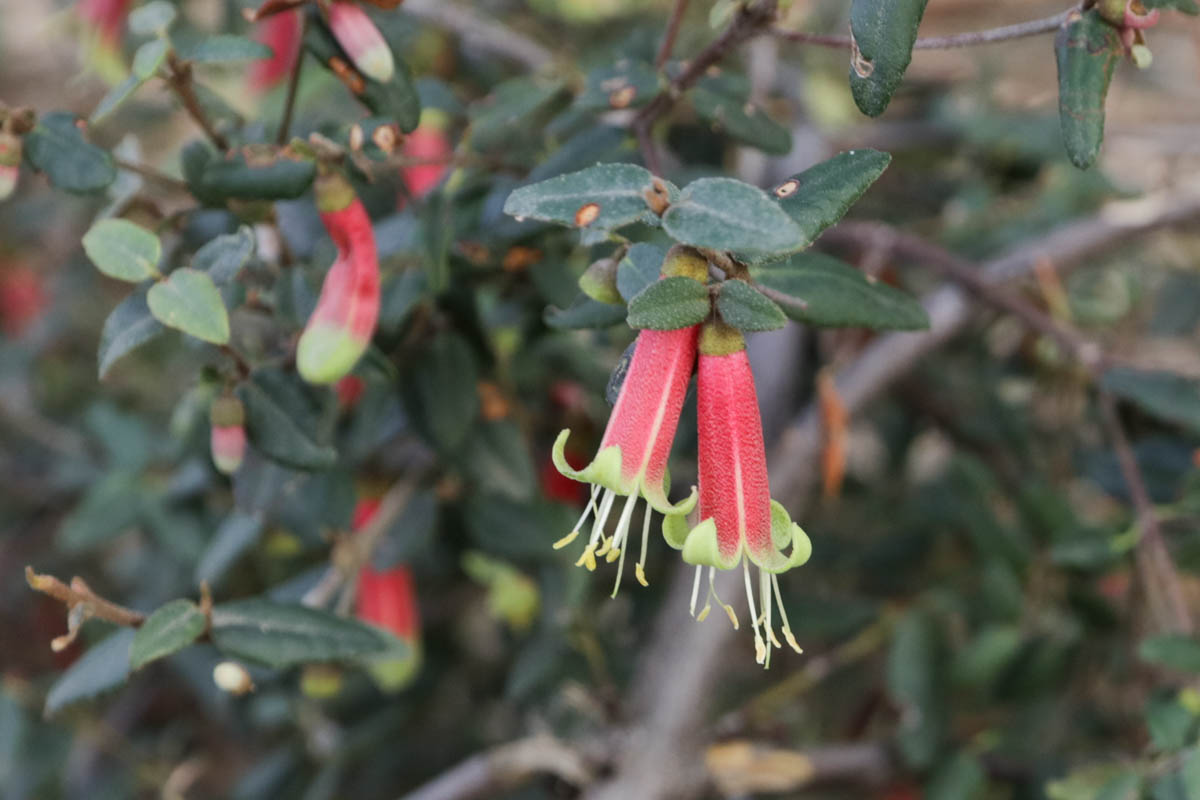Correa reflexa – Native Fuchsia - Westgate Biodiversity: Bili Nursery ...