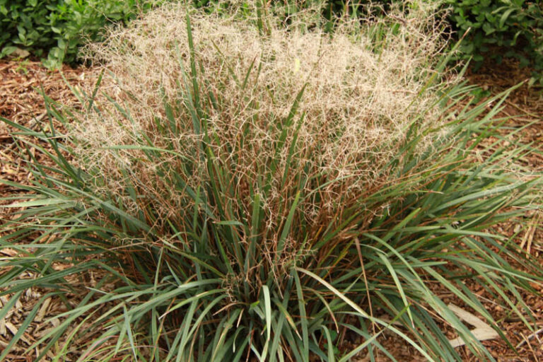 Dianella admixta – Spreading Flax Lily - Westgate Biodiversity: Bili ...