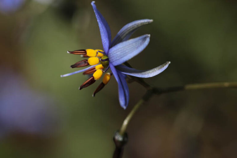 Dianella admixta – Spreading Flax Lily - Westgate Biodiversity: Bili ...