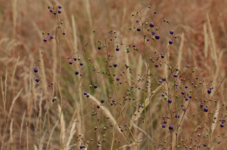 Dianella admixta – Spreading Flax Lily - Westgate Biodiversity: Bili ...