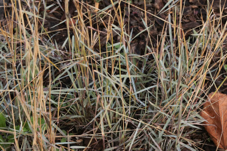 Dicanthium sericeum – Silky Blue Grass - Westgate Biodiversity: Bili ...