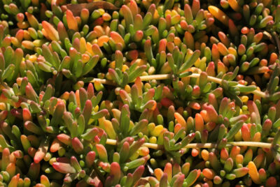 Disphyma crassifolium – Rounded Noon-flower - Westgate Biodiversity ...