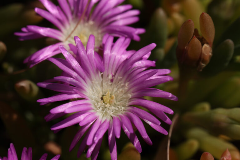 Disphyma crassifolium – Rounded Noon-flower - Westgate Biodiversity ...