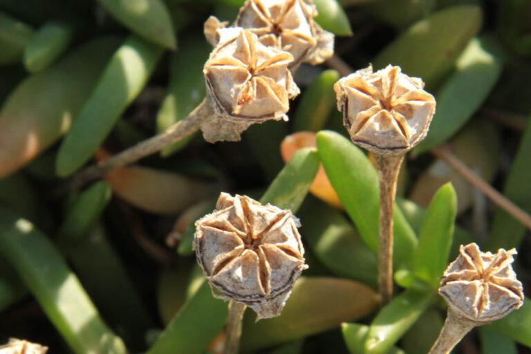 Disphyma crassifolium – Rounded Noon-flower - Westgate Biodiversity ...