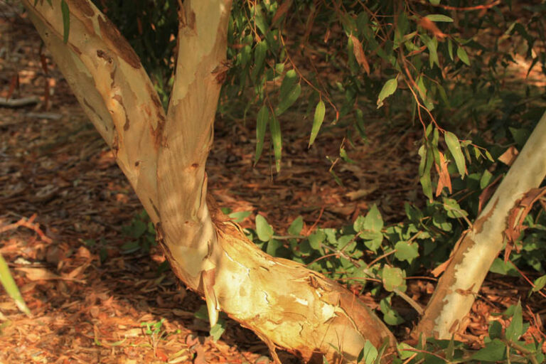 Eucalyptus leucoxylon – Melbourne Yellow Gum - Westgate Biodiversity ...
