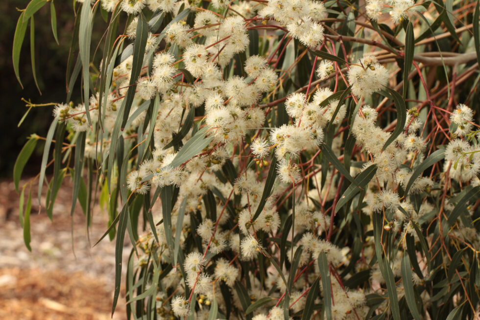 Eucalyptus melliodora – Yellow Box - Westgate Biodiversity: Bili ...