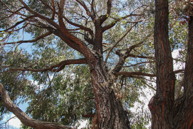 Eucalyptus melliodora – Yellow Box - Westgate Biodiversity: Bili ...