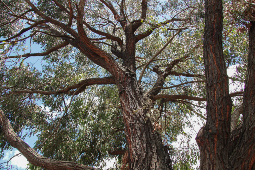 Eucalyptus melliodora – Yellow Box - Westgate Biodiversity: Bili ...