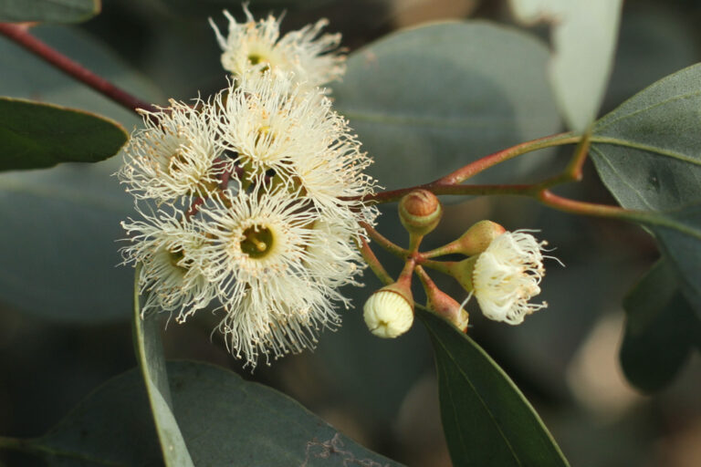 Eucalyptus melliodora – Yellow Box - Westgate Biodiversity: Bili ...