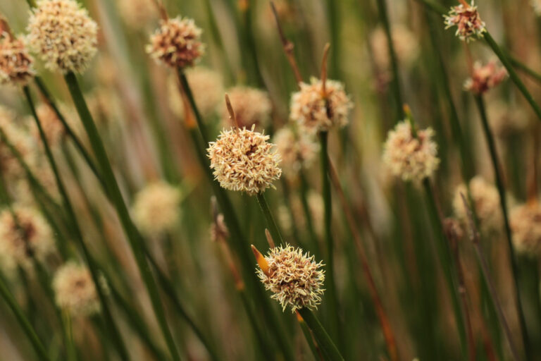 Ficinia nodosa – Knobby Club-sedge - Westgate Biodiversity: Bili ...