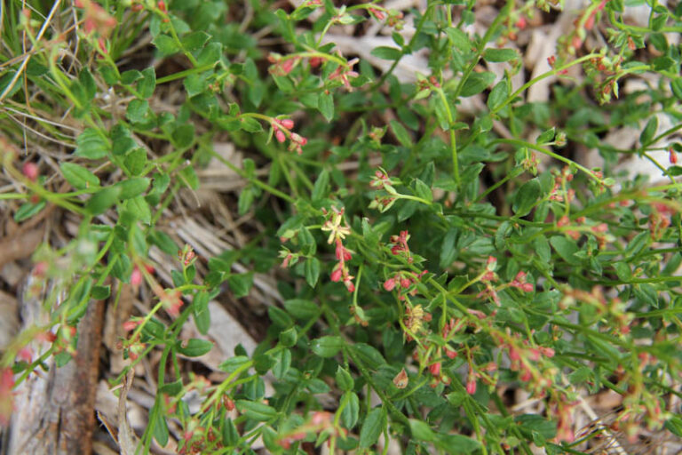 Gonocarpus tetragynus – Creeping raspwort - Westgate Biodiversity: Bili ...