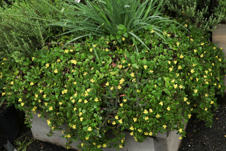 Goodenia ovata, prostrate – Hop Goodenia - Westgate Biodiversity: Bili ...