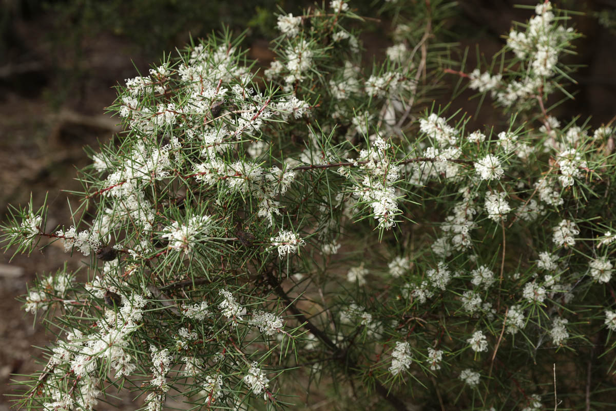 Hakea decurrens – Bushy Needlewood - Westgate Biodiversity: Bili ...