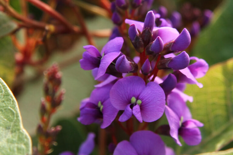 Hardenbergia violacea – Purple Coral Pea - Westgate Biodiversity: Bili ...