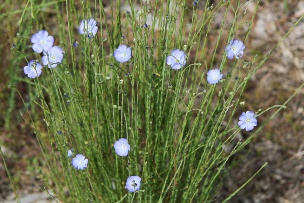 Linum marginale – Native Flax - Westgate Biodiversity: Bili Nursery ...