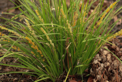 Lomandra longifolia – Spiny-headed Mat-rush - Westgate Biodiversity ...