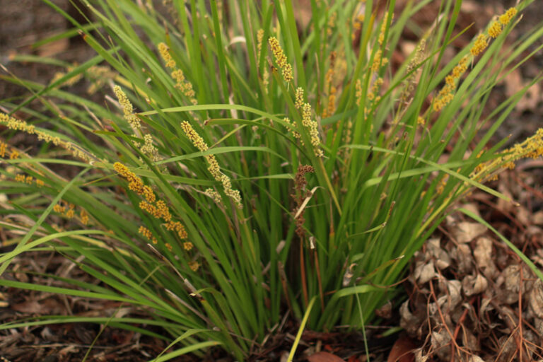 Lomandra longifolia – Spiny-headed Mat-rush - Westgate Biodiversity ...