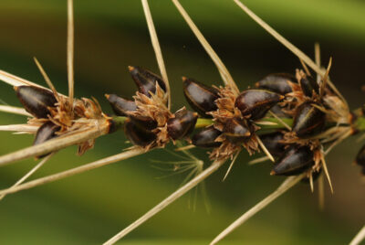 Lomandra longifolia – Spiny-headed Mat-rush - Westgate Biodiversity ...