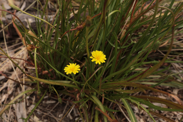 Microseris lanceolata – Yam Daisy, Murrnong - Westgate Biodiversity ...
