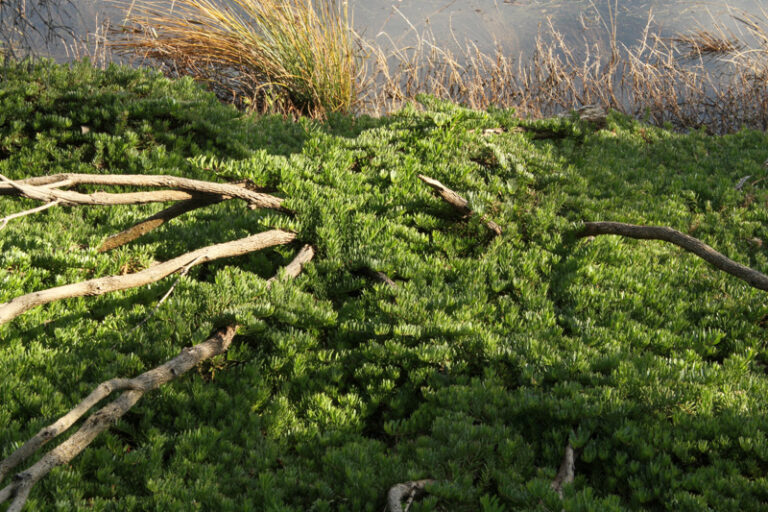 Myoporum parvifolium – Fine Leaf Creeping Boobialla - Westgate ...