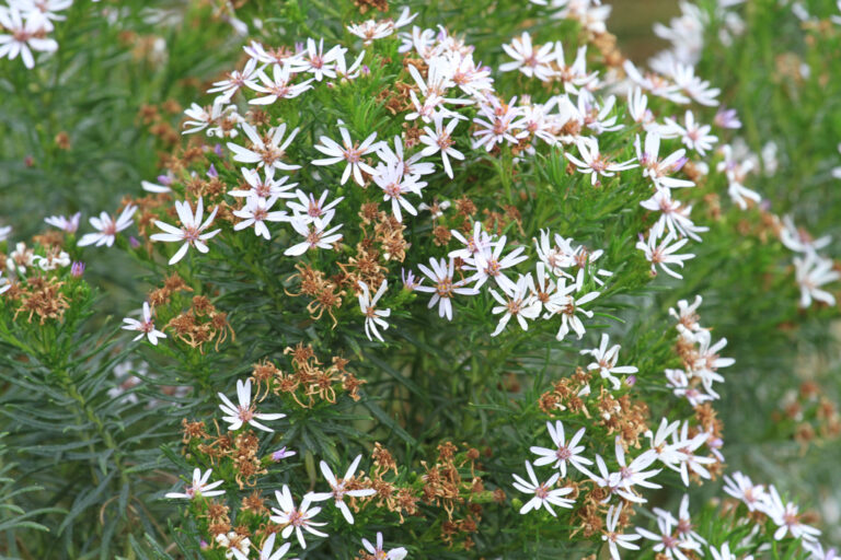 Olearia glutinosa – Sticky Daisy Bush - Westgate Biodiversity: Bili ...