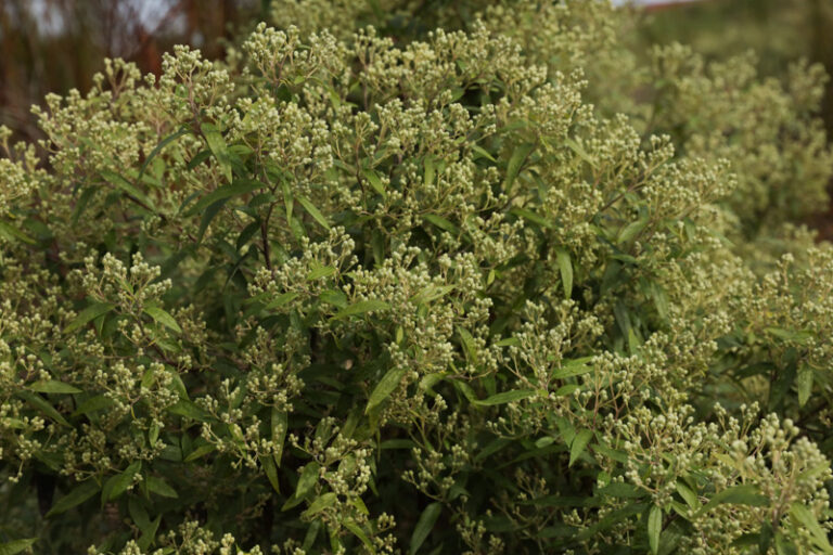 Olearia lirata – Snowy Daisy Bush - Westgate Biodiversity: Bili Nursery ...