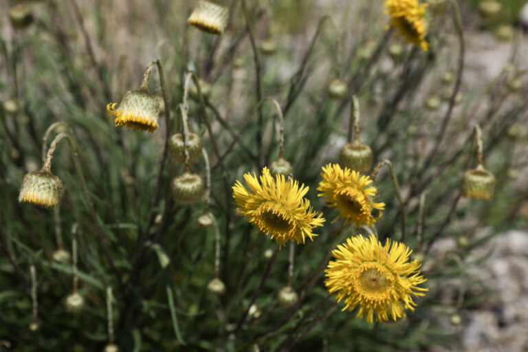 Podolepis jaceoides – Showy Podolepis - Westgate Biodiversity: Bili ...