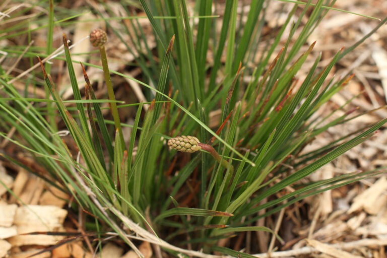 Stylidium graminifolium – Grass-leaved Trigger Plant - Westgate ...