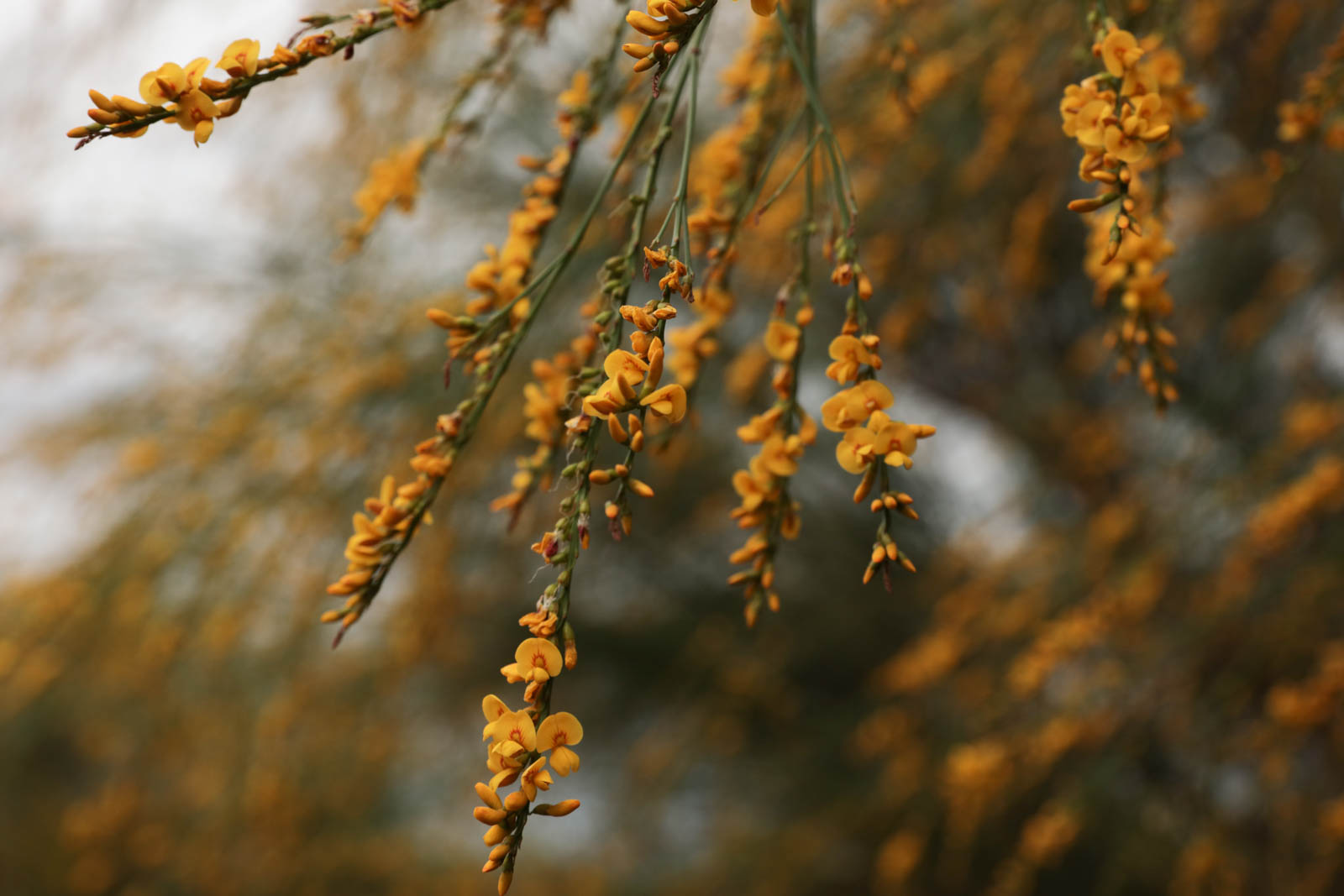 Viminaria juncea – Golden Spray - Westgate Biodiversity: Bili Nursery ...