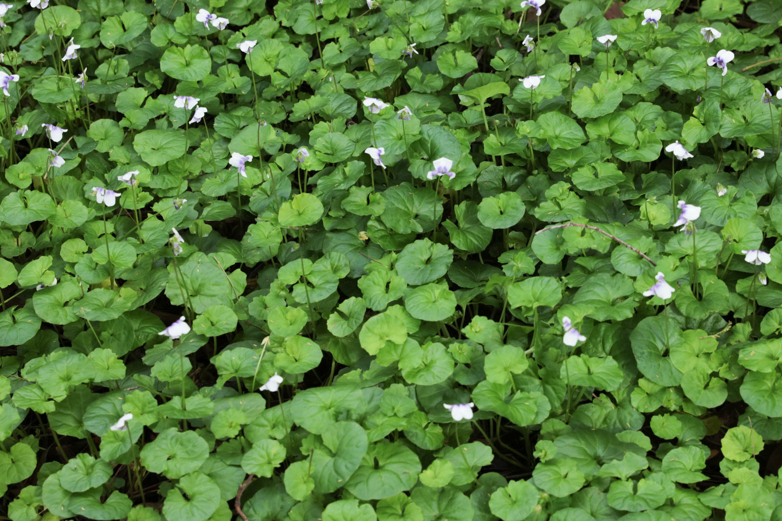 Viola hederacea – Native Violet - Westgate Biodiversity: Bili Nursery ...