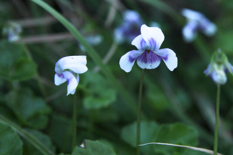 Viola hederacea – Native Violet - Westgate Biodiversity: Bili Nursery ...