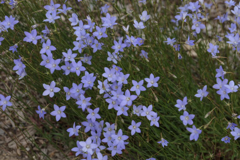 Wahlenbergia stricta – Tall Bluebell - Westgate Biodiversity: Bili ...
