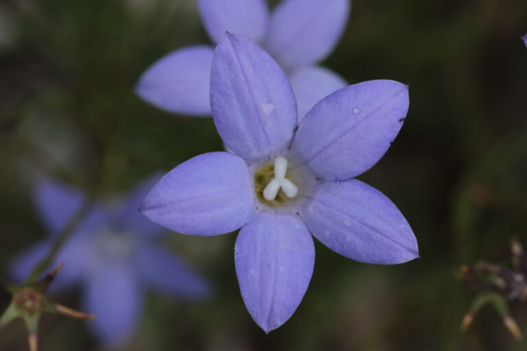 Wahlenbergia stricta – Tall Bluebell - Westgate Biodiversity: Bili ...
