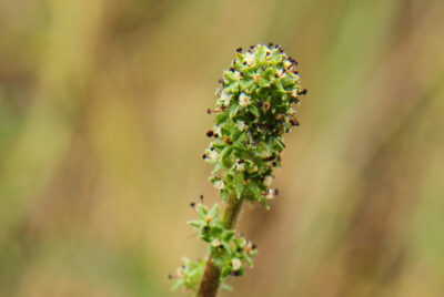 Aceana ovina – Australian Sheep’s Burr - Westgate Biodiversity: Bili ...