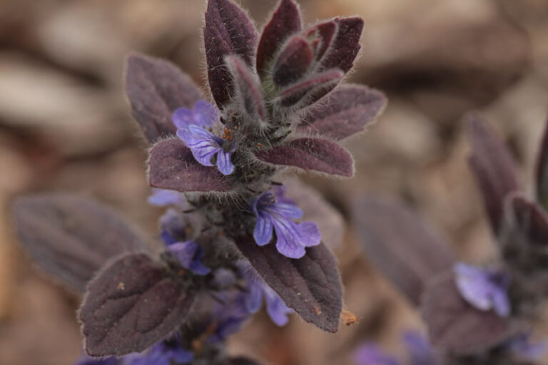 Ajuga australis – Austral Bugle - Westgate Biodiversity: Bili Nursery ...