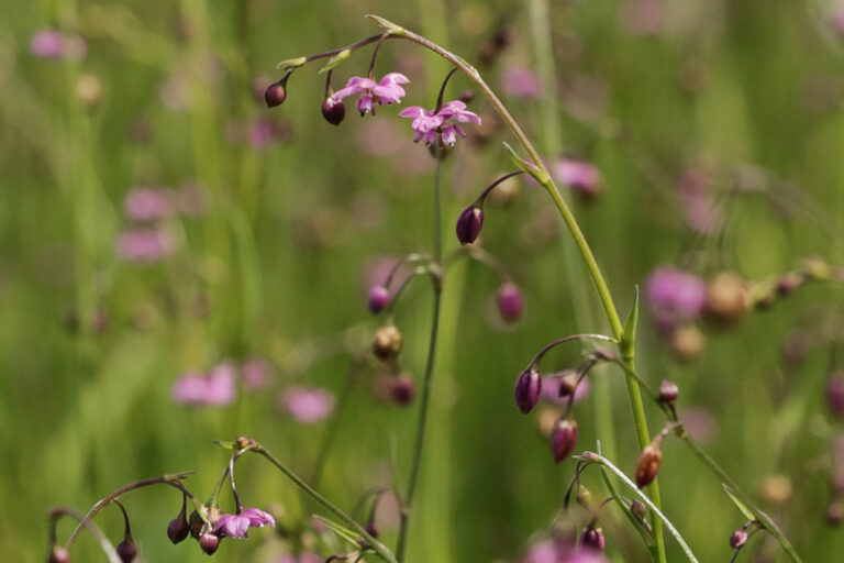 Westgate Biodiversity: Bili Nursery & Landcare