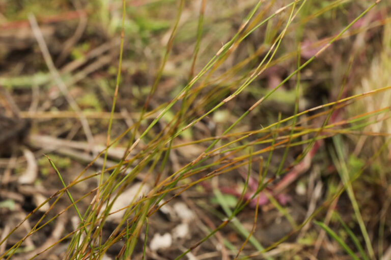 Baloskion tetraphylla – Tassel Cord-rush - Westgate Biodiversity: Bili ...