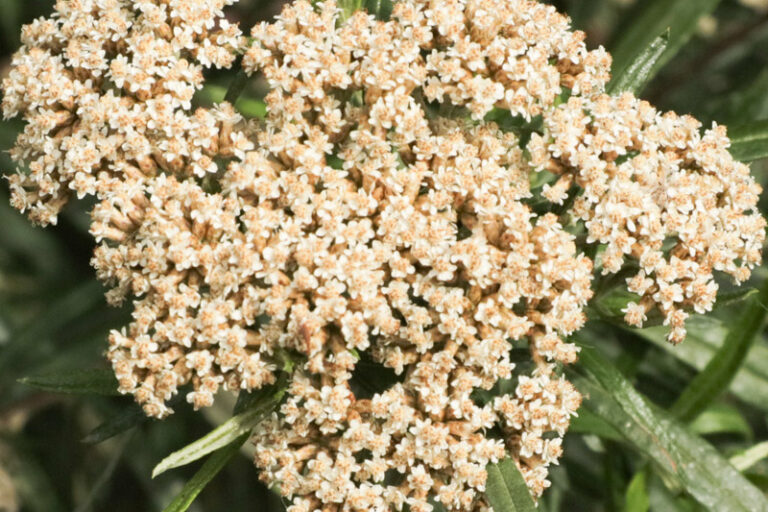 Cassinia longifolia – Shiny Cassinia, Cauliflower Bush - Westgate ...