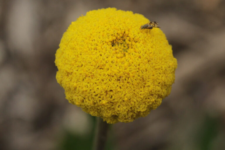Craspedia variabilis – Common Billy-buttons - Westgate Biodiversity ...